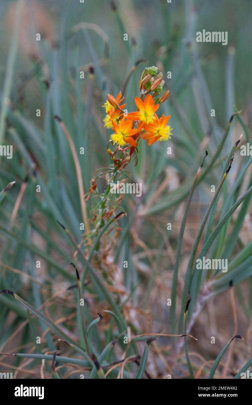 Bulbine frutescens 'Hallmark' Stock Photo - Alamy