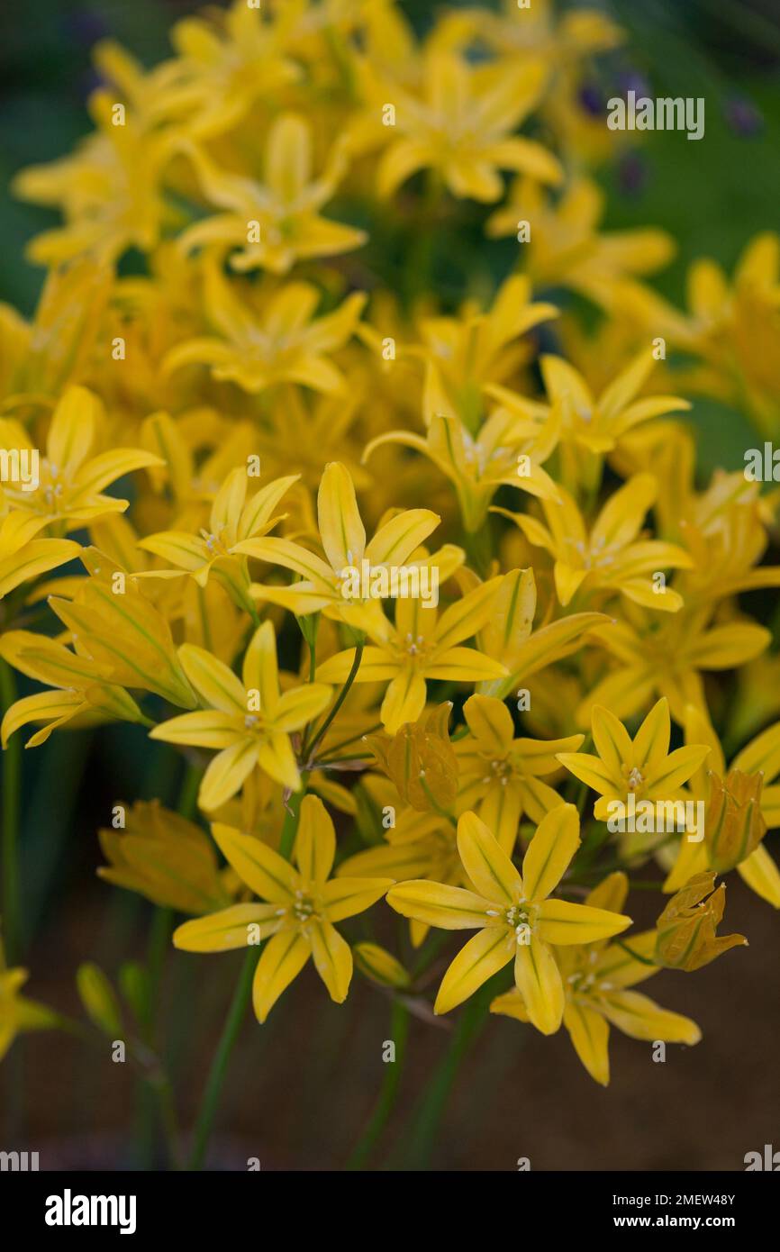 Brodiaea hi-res stock photography and images - Alamy