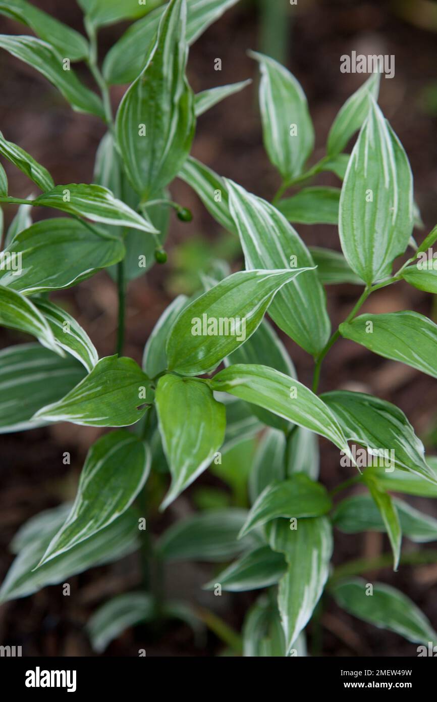 Sessile flowers hi-res stock photography and images - Alamy