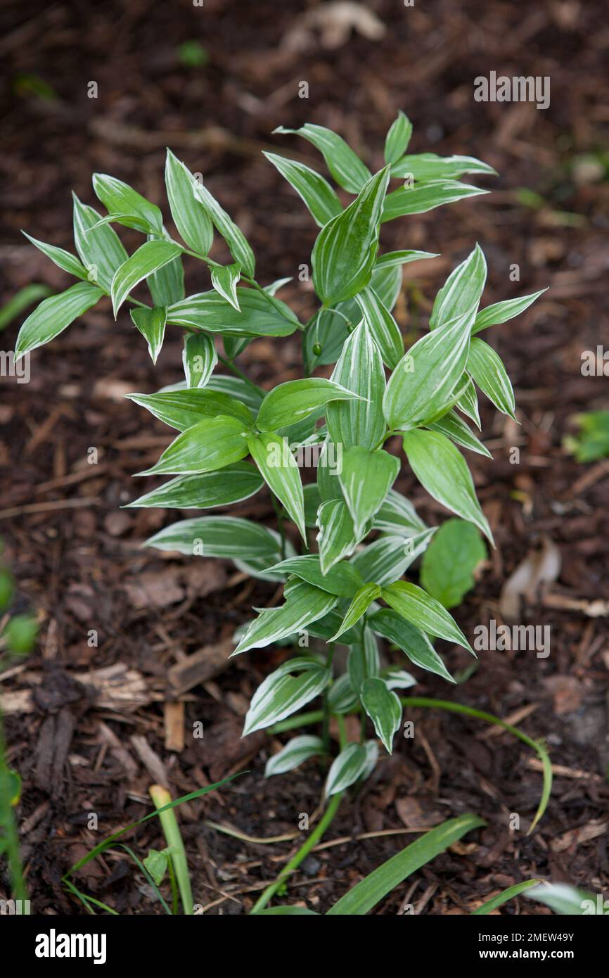 Sessile flowers hi-res stock photography and images - Alamy
