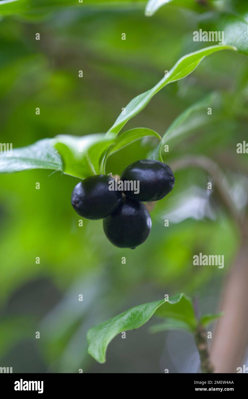 Daphne Bholua 'Peter Smithers' Berries Stock Photo - Alamy