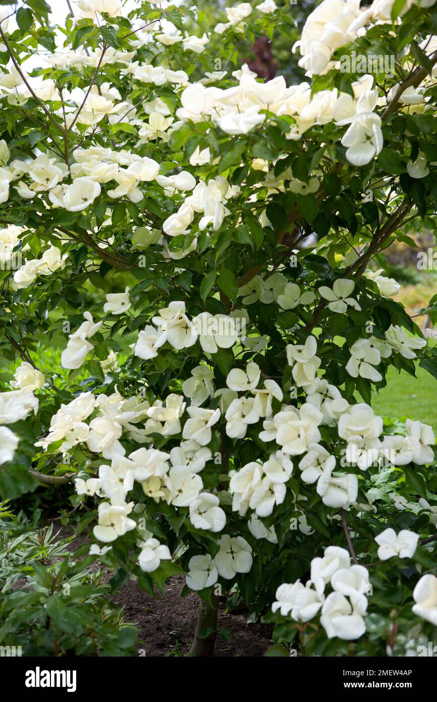 Cornus Venus 'Kn30-8'84 Stock Photo - Alamy