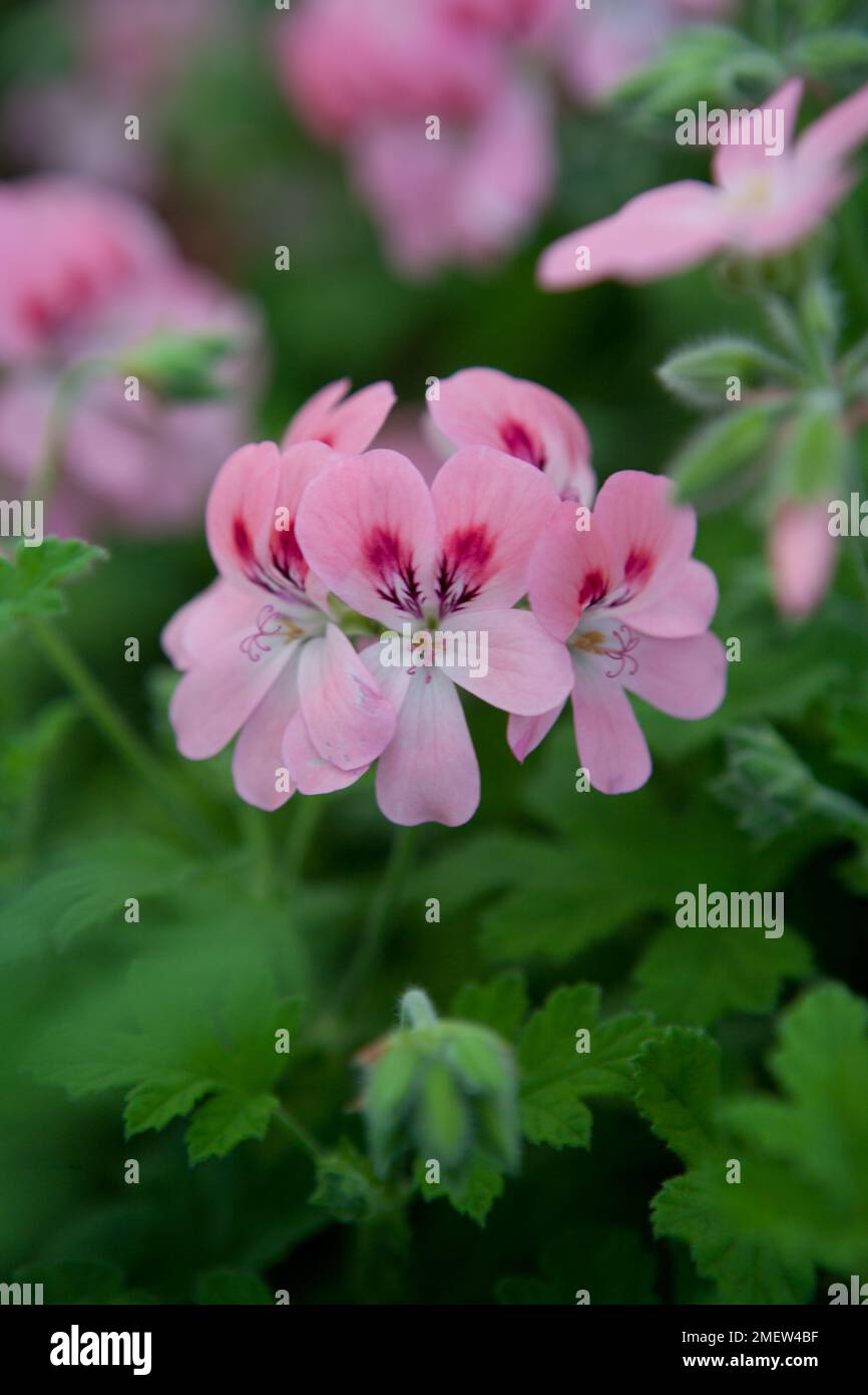 Pelargonium 'Sweet Mimosa' Stock Photo - Alamy