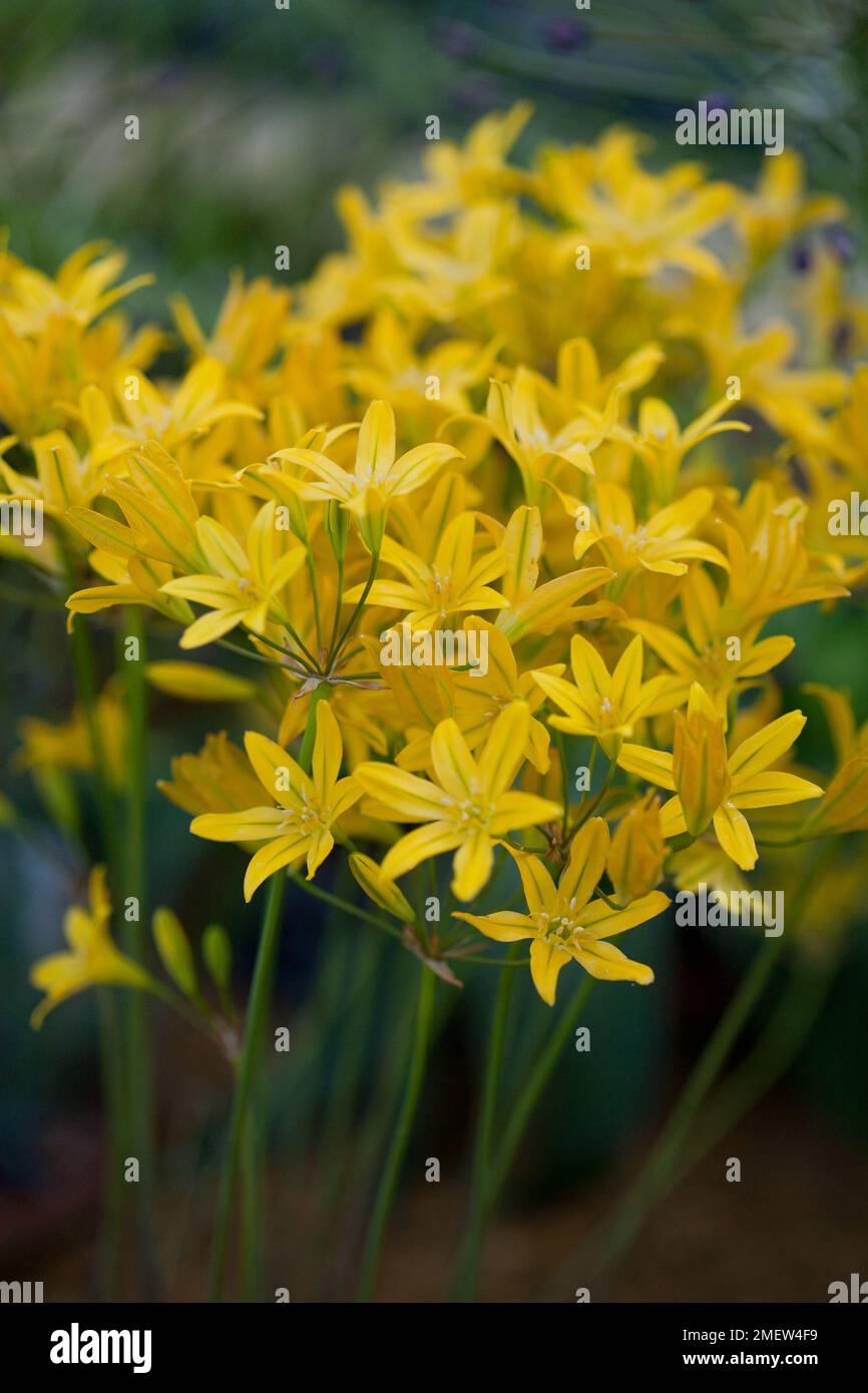 Brodiaea hi-res stock photography and images - Alamy