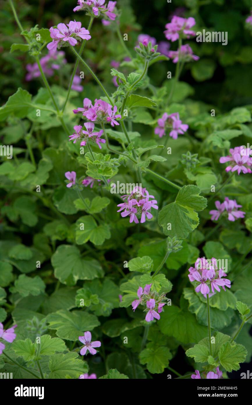 Pelargonium atomic snowflake hi-res stock photography and images - Alamy