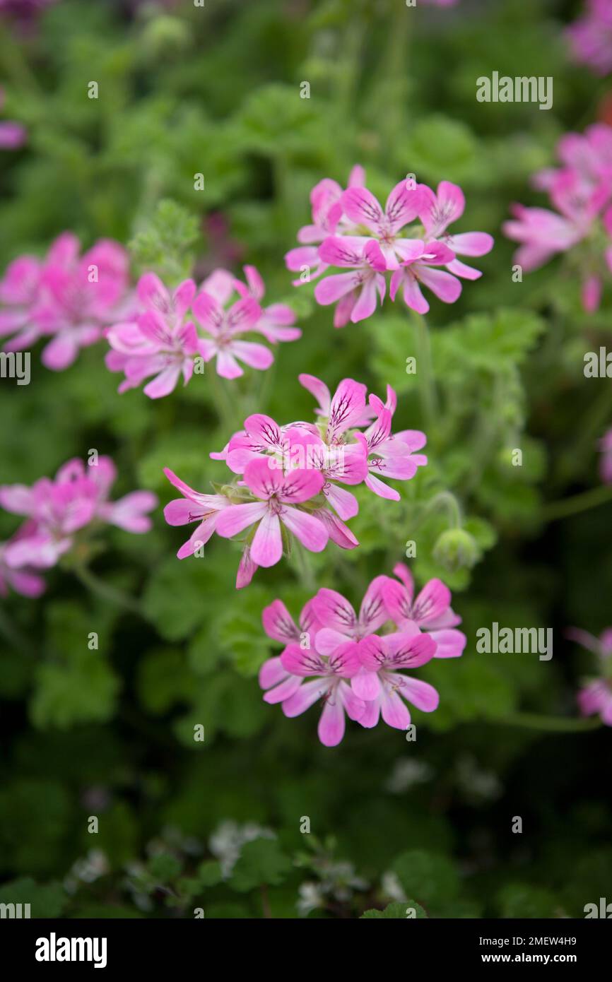 Pelargonium ‘pink capricorn’ hi-res stock photography and images - Alamy