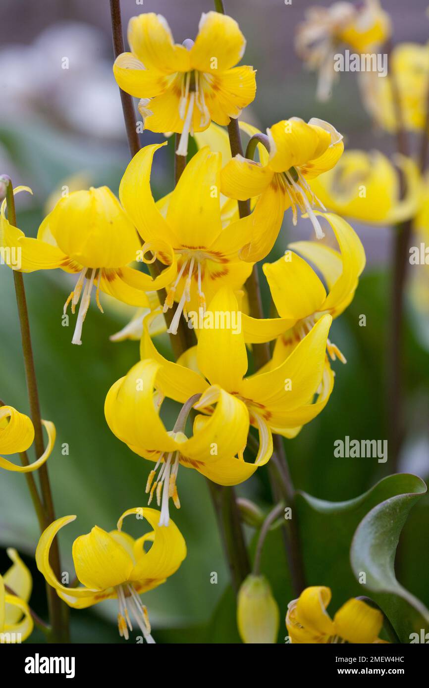 Erythronium sundisc hi-res stock photography and images - Alamy