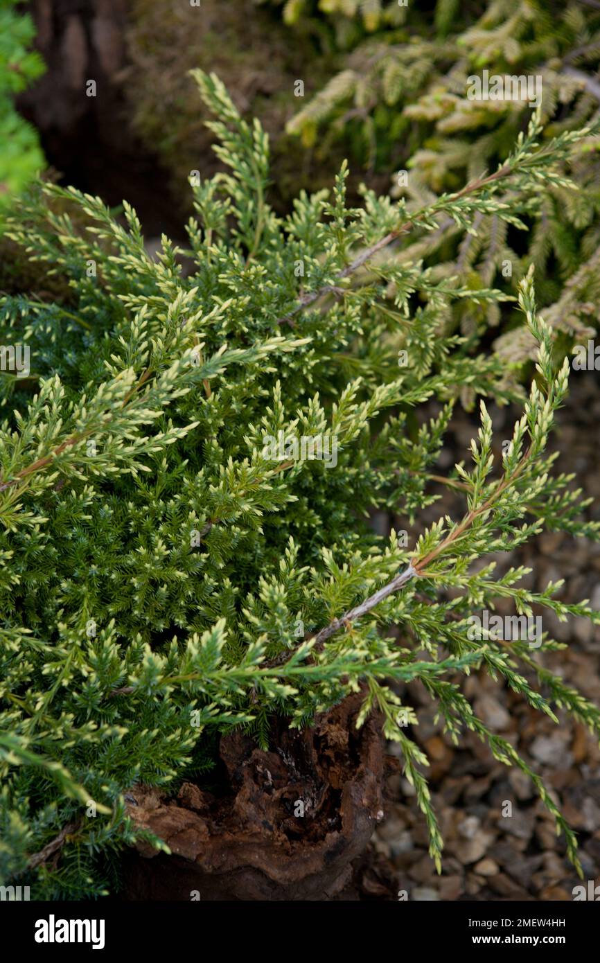 Juniperus squamata 'Dream Joy' Stock Photo - Alamy