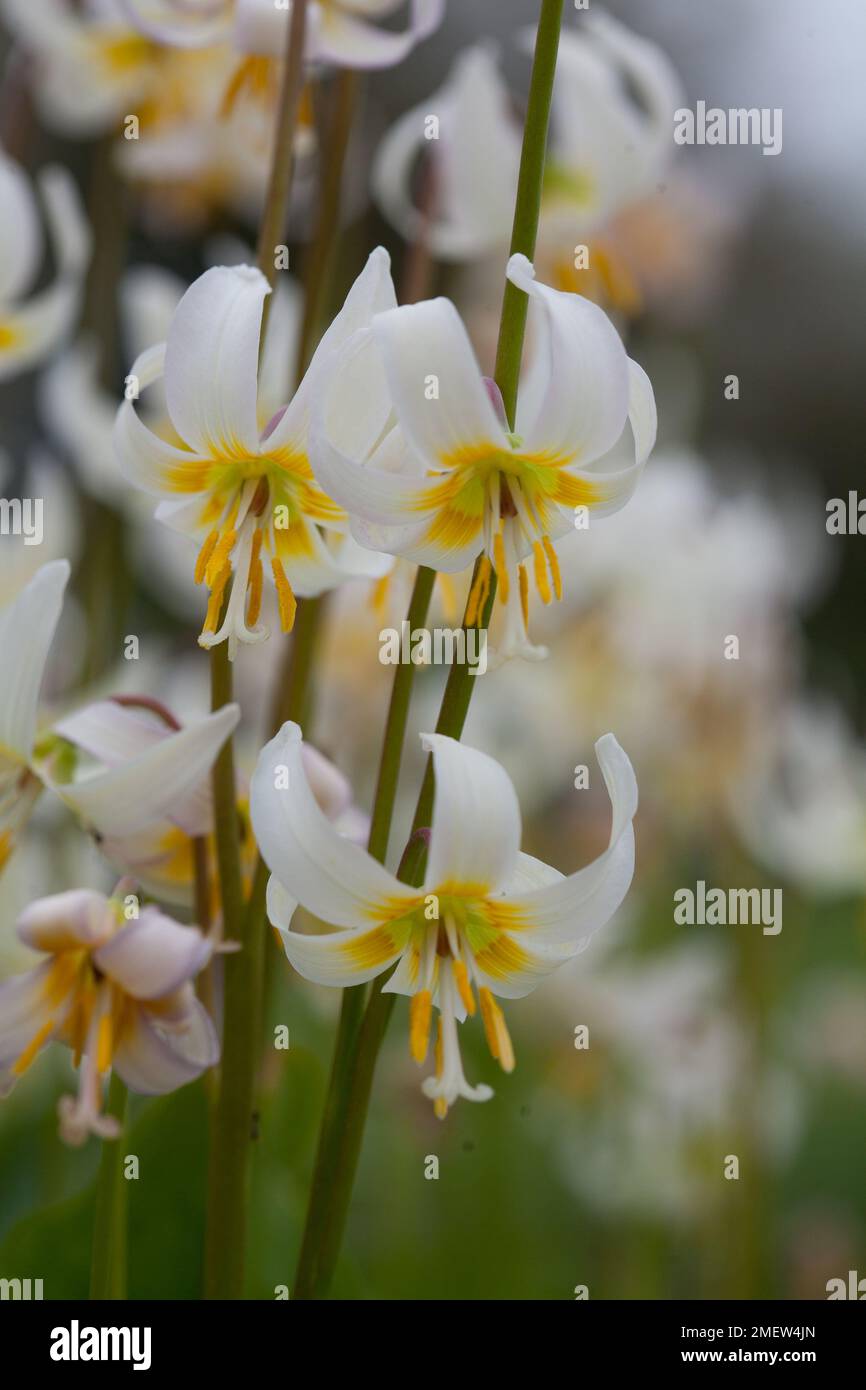 Erythronium apple blossom hi-res stock photography and images - Alamy