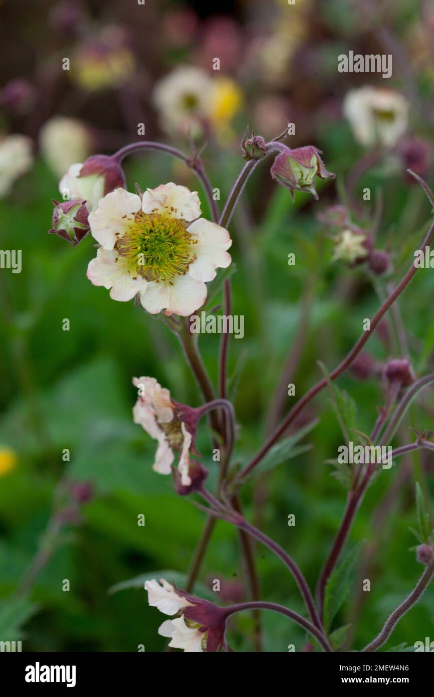 Geum 'Maddy Prior' Stock Photo - Alamy