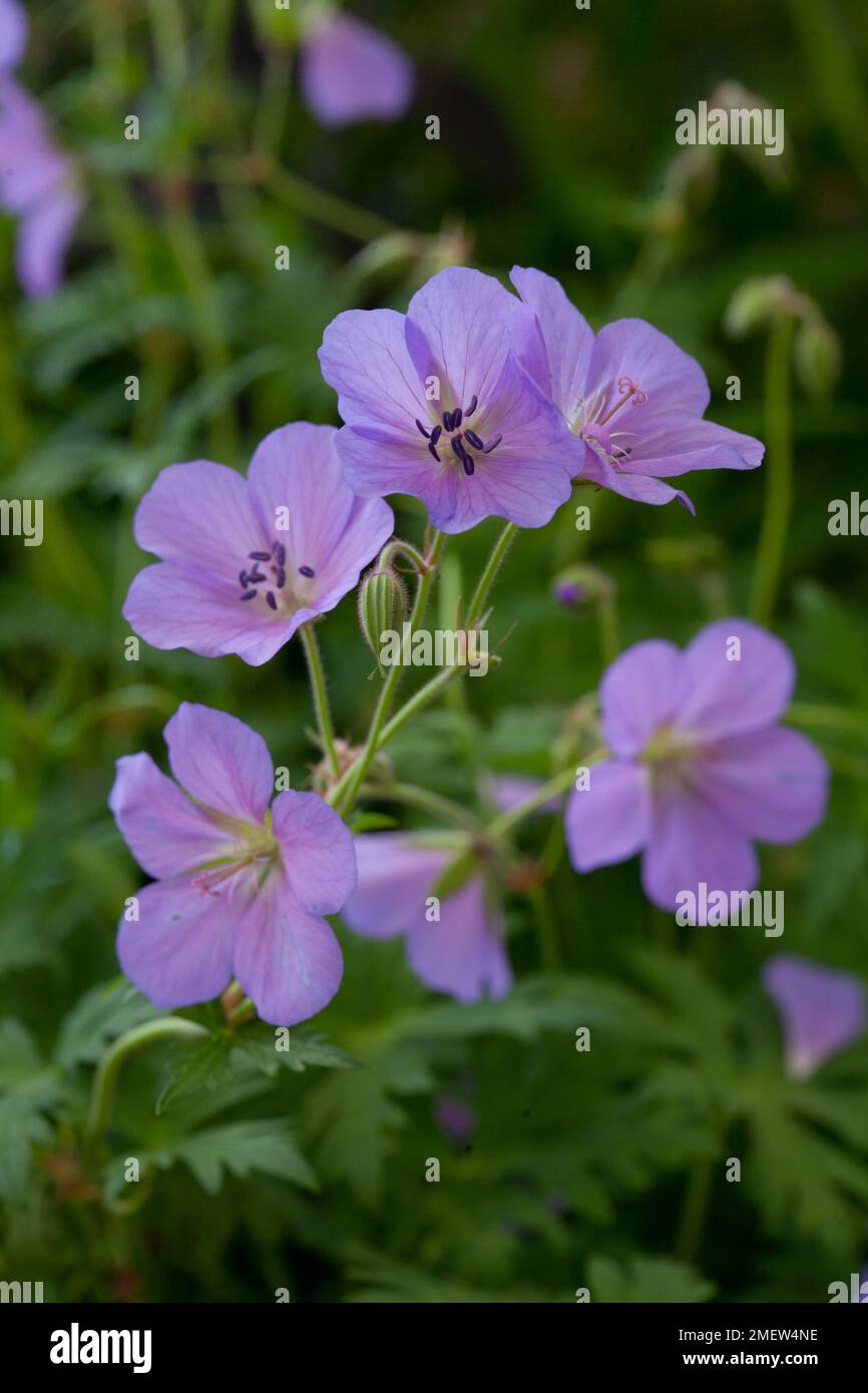 Geranium farming hi-res stock photography and images - Alamy