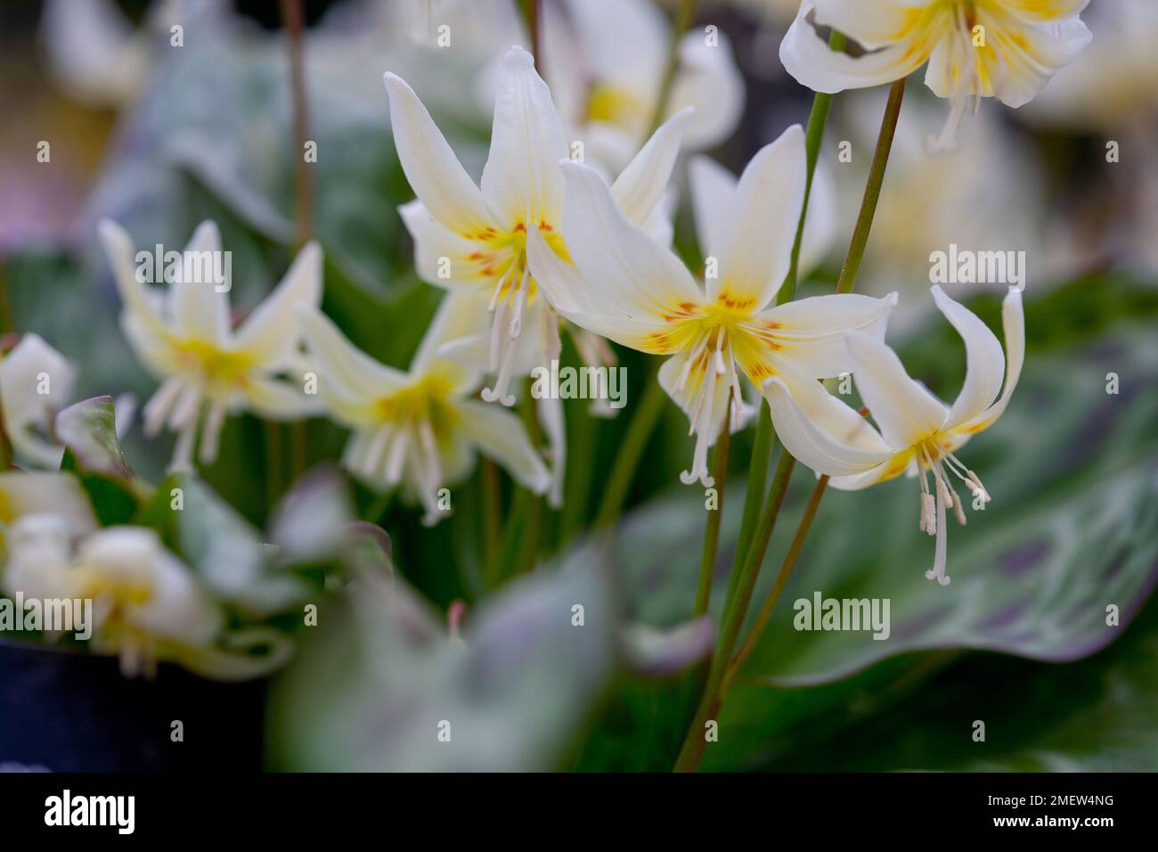 Inheritance hi-res stock photography and images - Alamy