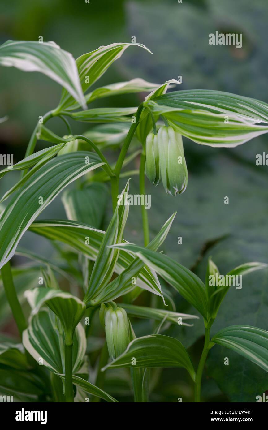 Sessile flowers hi-res stock photography and images - Alamy