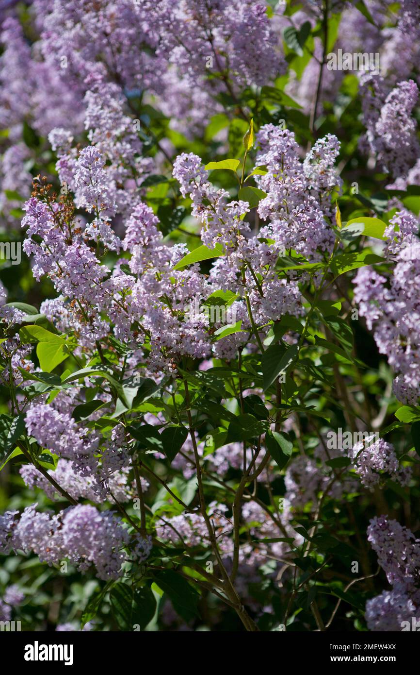Syringa pubescens subsp patula 'Miss Kim' Stock Photo - Alamy
