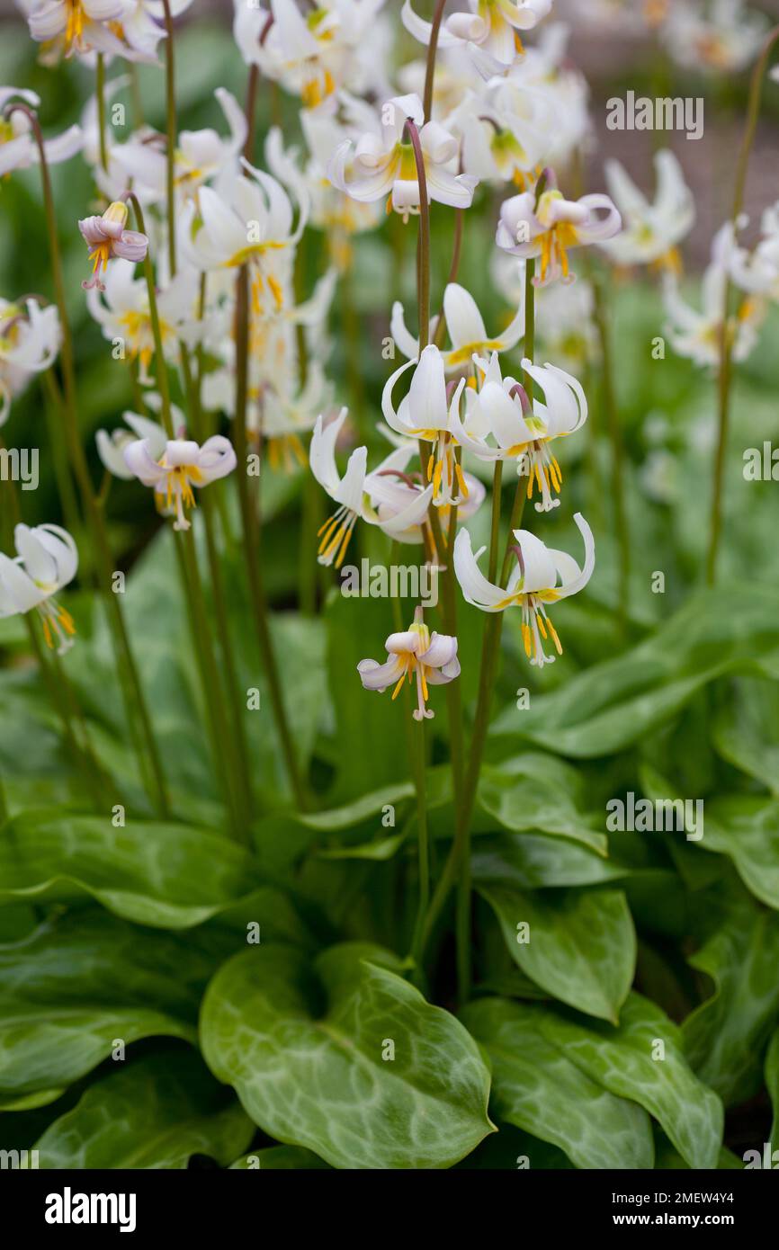 Erythronium apple blossom hi-res stock photography and images - Alamy