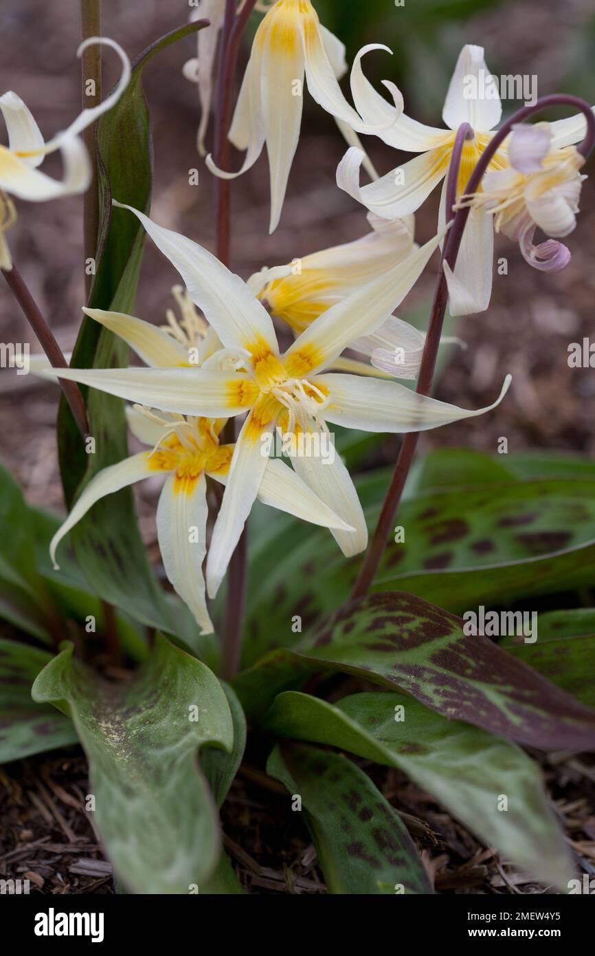 Erythronium garden gardening hi-res stock photography and images - Alamy