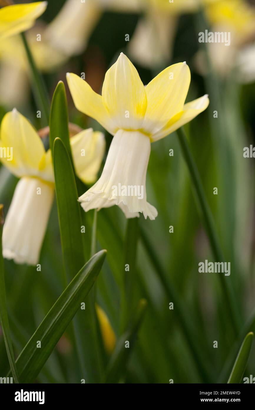 Narcissus 'Lemon Silk' Stock Photo - Alamy