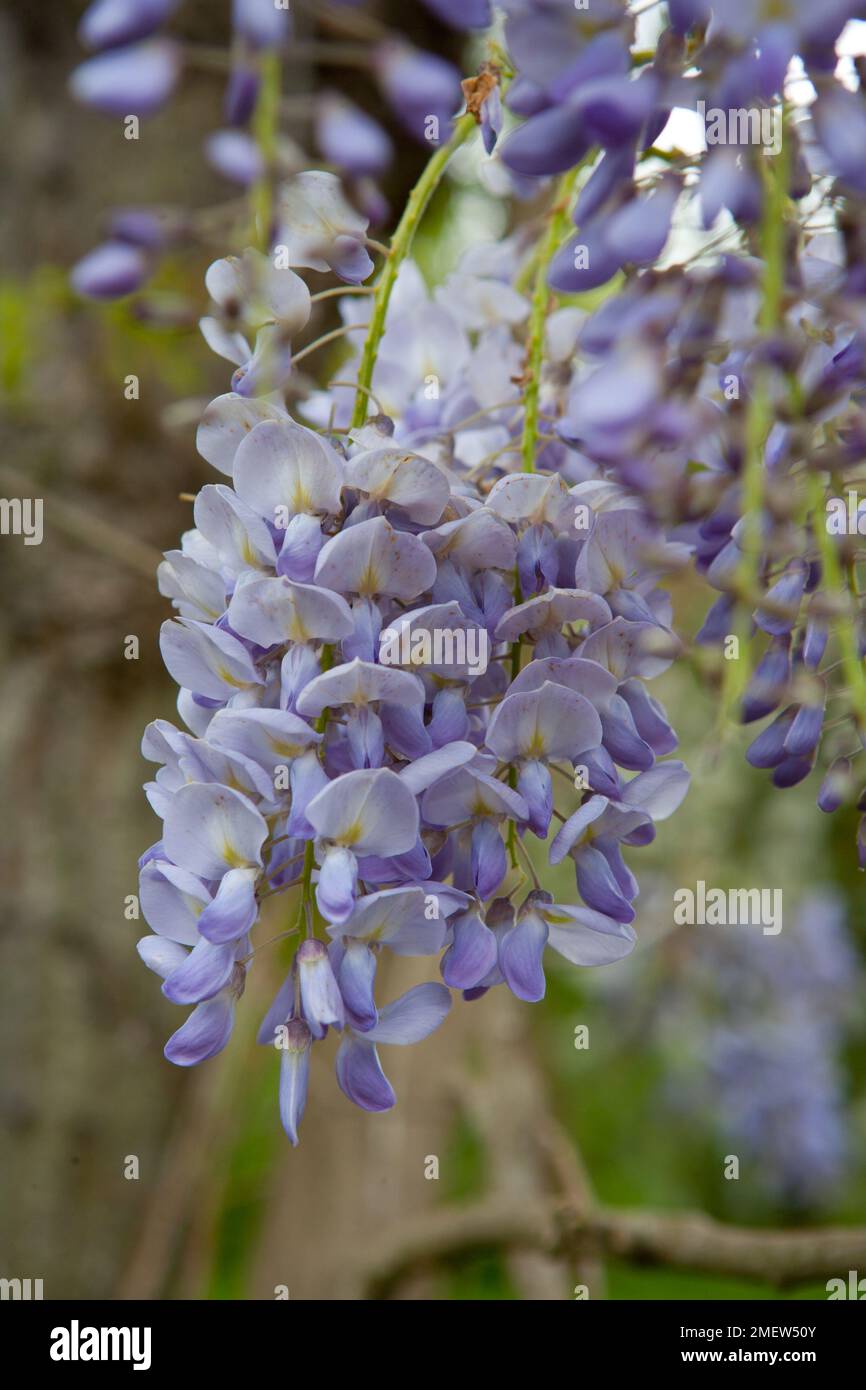 Prolific flower hi-res stock photography and images - Alamy