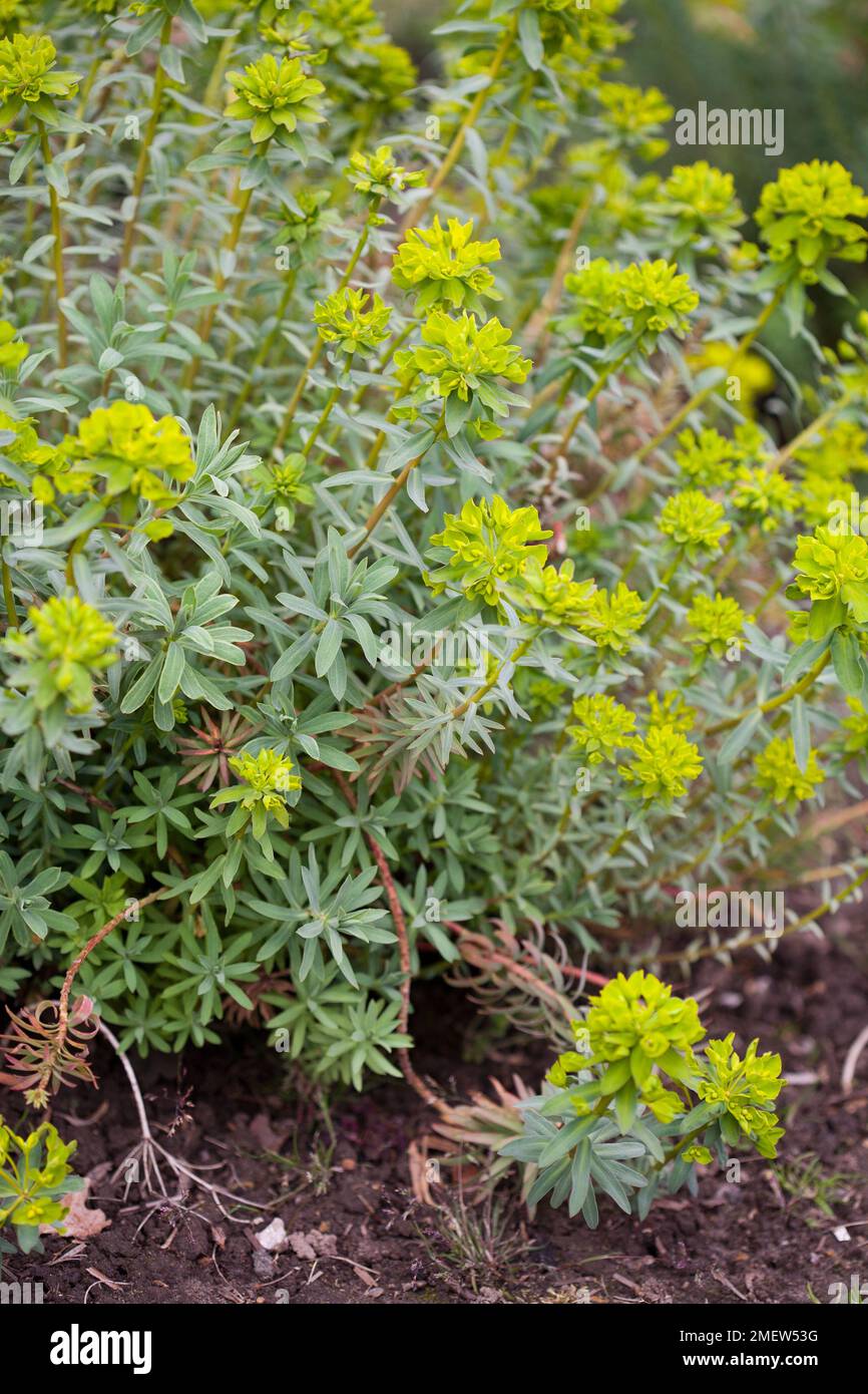 Euphorbia 'Blue Haze' Stock Photo - Alamy Euphorbia 'Blue Haze' Stock Photo - Alamy