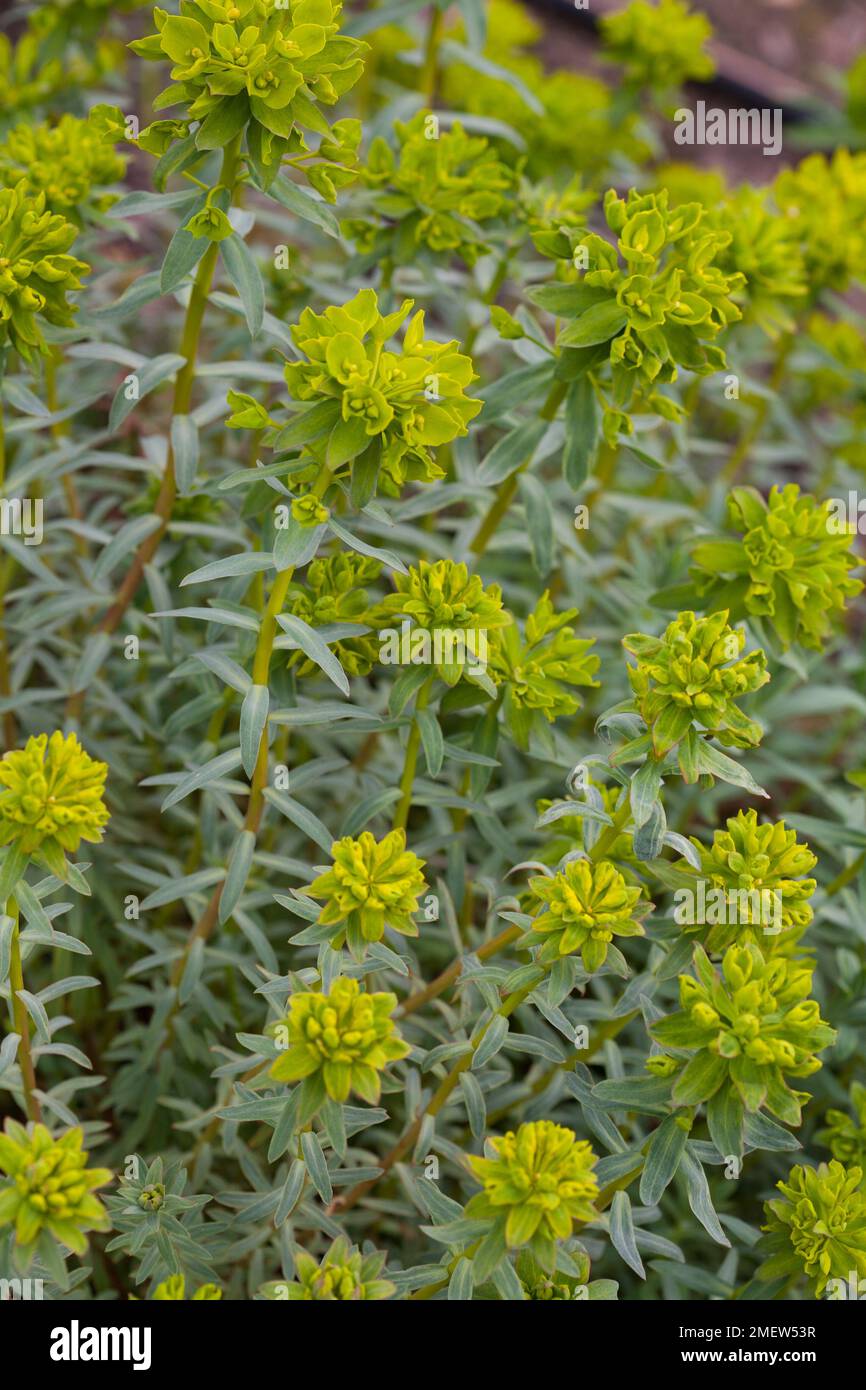 Euphorbia 'Blue Haze' Stock Photo - Alamy