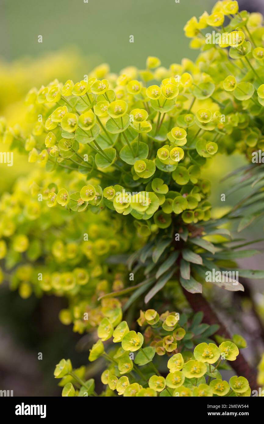 Euphorbia Redwing 'Charam' Stock Photo - Alamy
