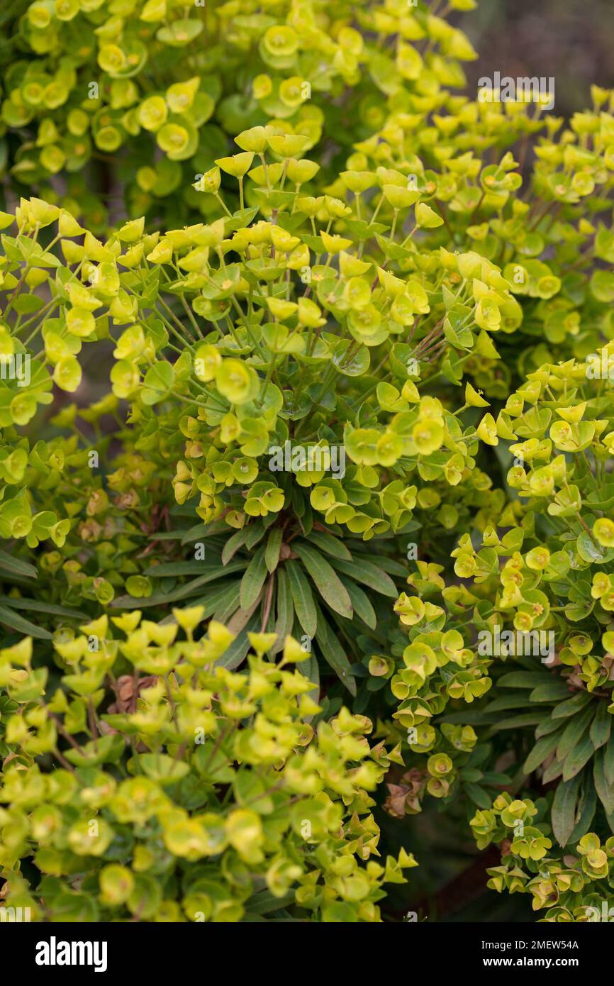 Euphorbia Redwing 'Charam' Stock Photo - Alamy