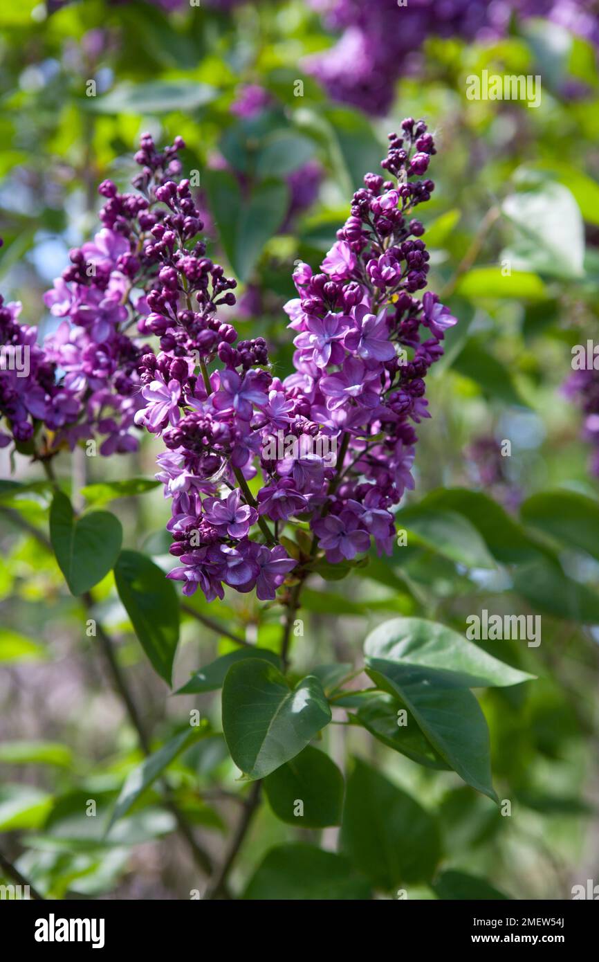 Syringa vulgaris 'Violetta' Stock Photo - Alamy
