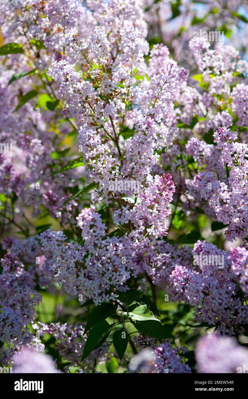 Syringa patula miss kim hi-res stock photography and images - Alamy