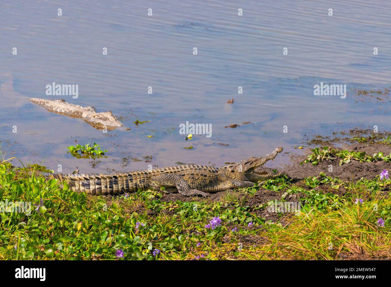 The Siamese crocodile (Crocodylus siamensis) on a Bau Sau (Crocodile ...