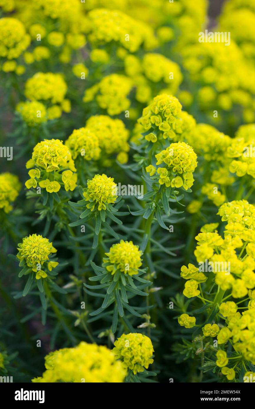 Euphorbia deflexa hi-res stock photography and images - Alamy