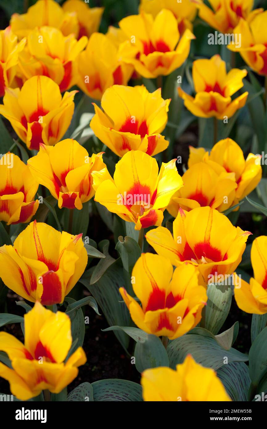 Tulipa united states hi-res stock photography and images - Alamy