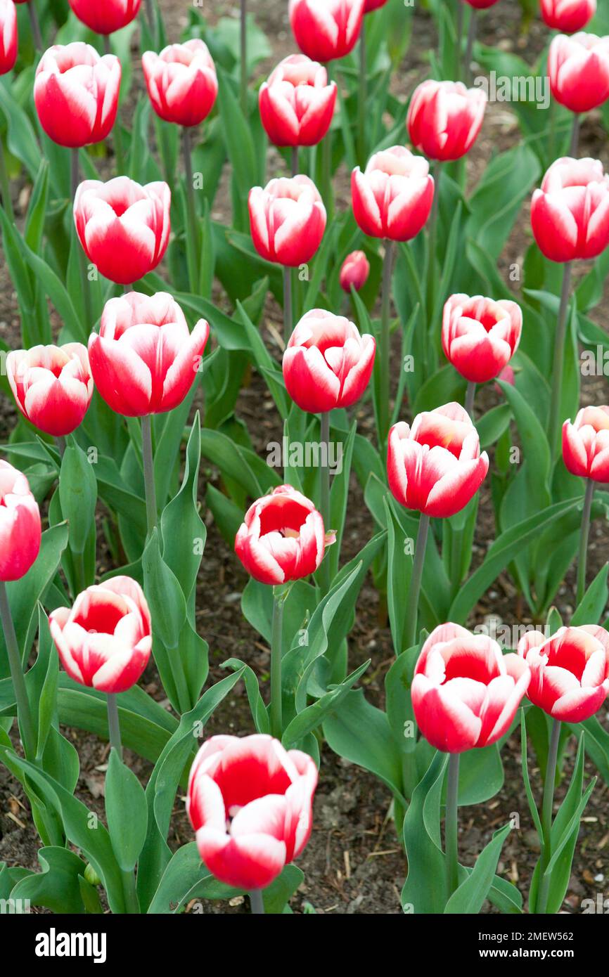 Timeless image hi-res stock photography and images - Alamy