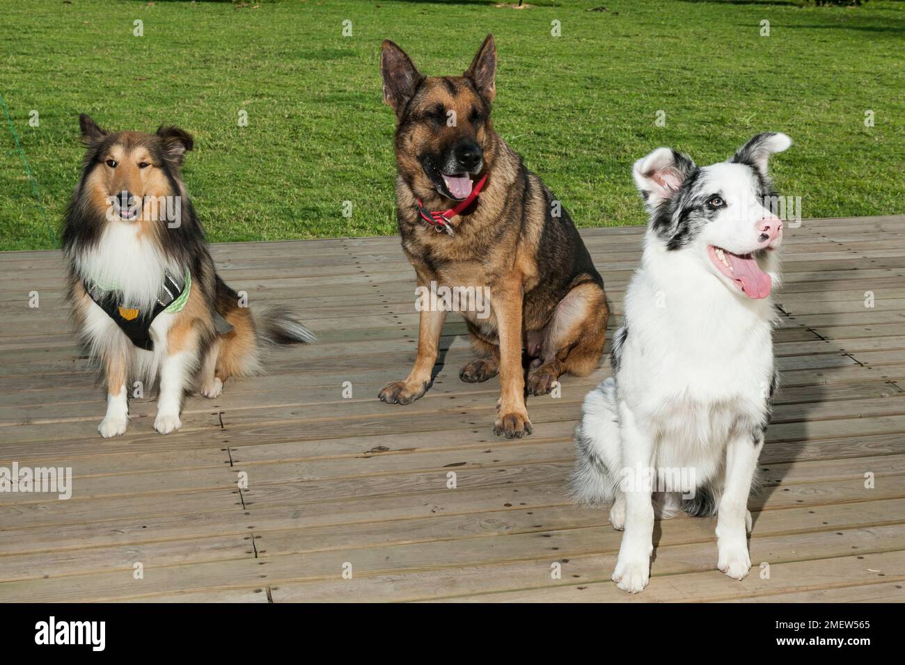 Dog Sizing Each Other