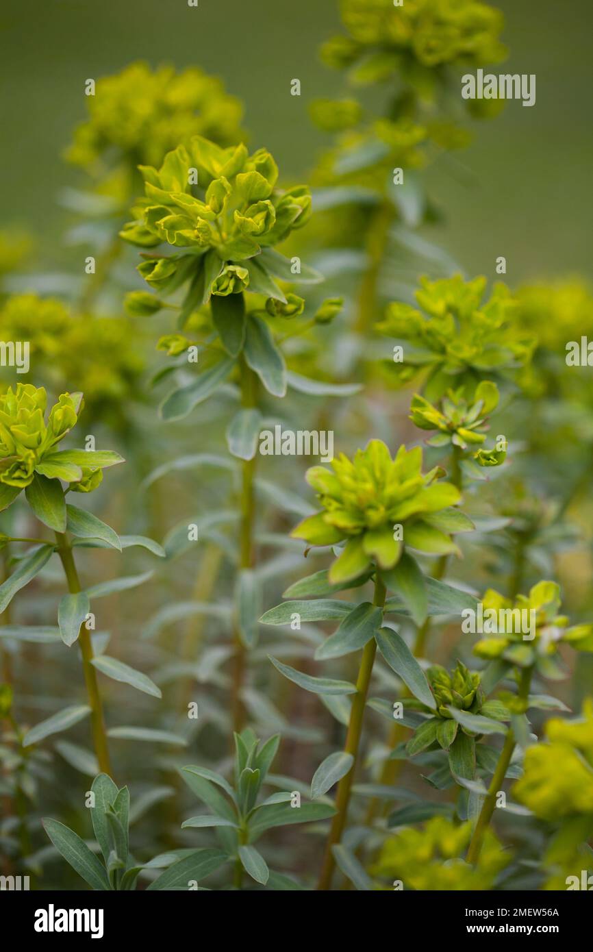 Blue euphorbia hi-res stock photography and images - Alamy
