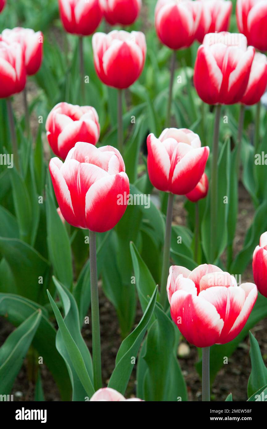 Timeless image hi-res stock photography and images - Alamy