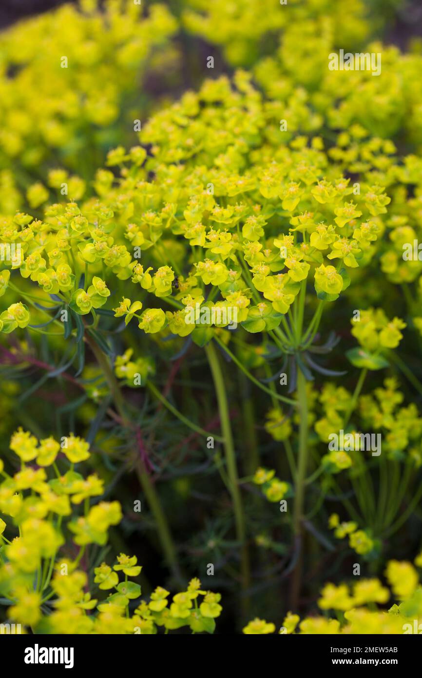 Euphorbia cyparissias 'Fens Ruby' Stock Photo - Alamy