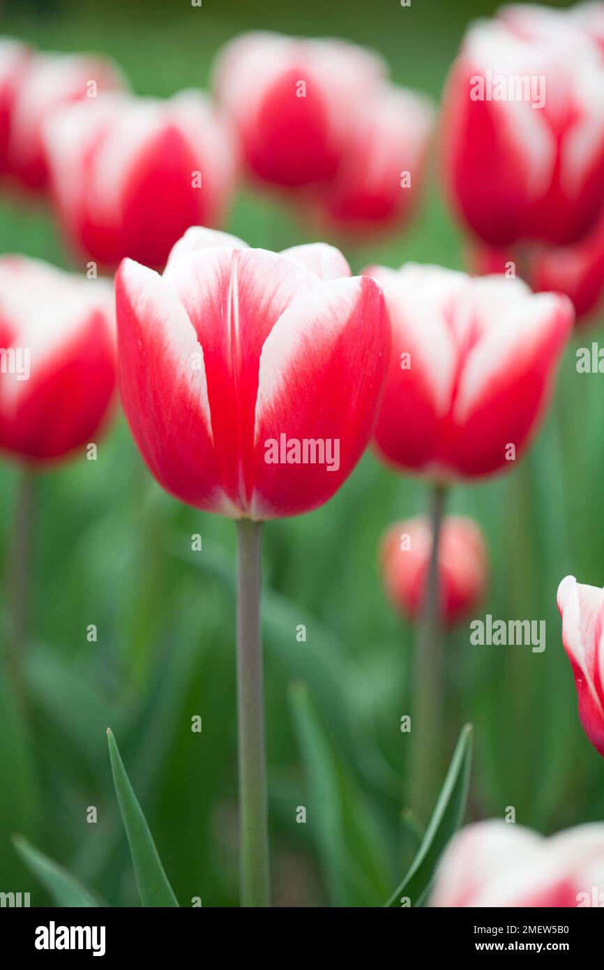 Timeless image hi-res stock photography and images - Alamy