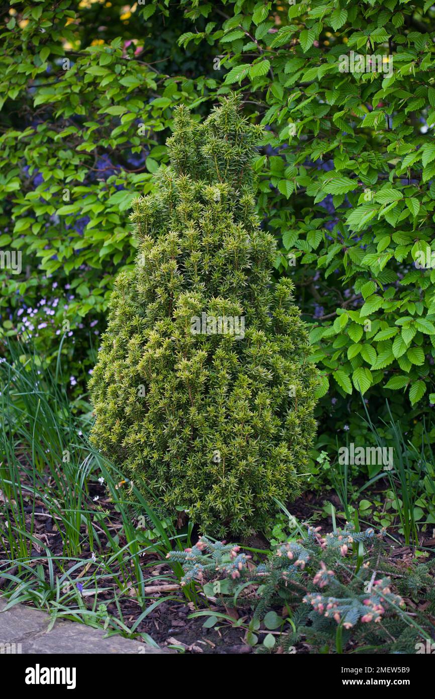Taxus baccata flower hi-res stock photography and images - Alamy