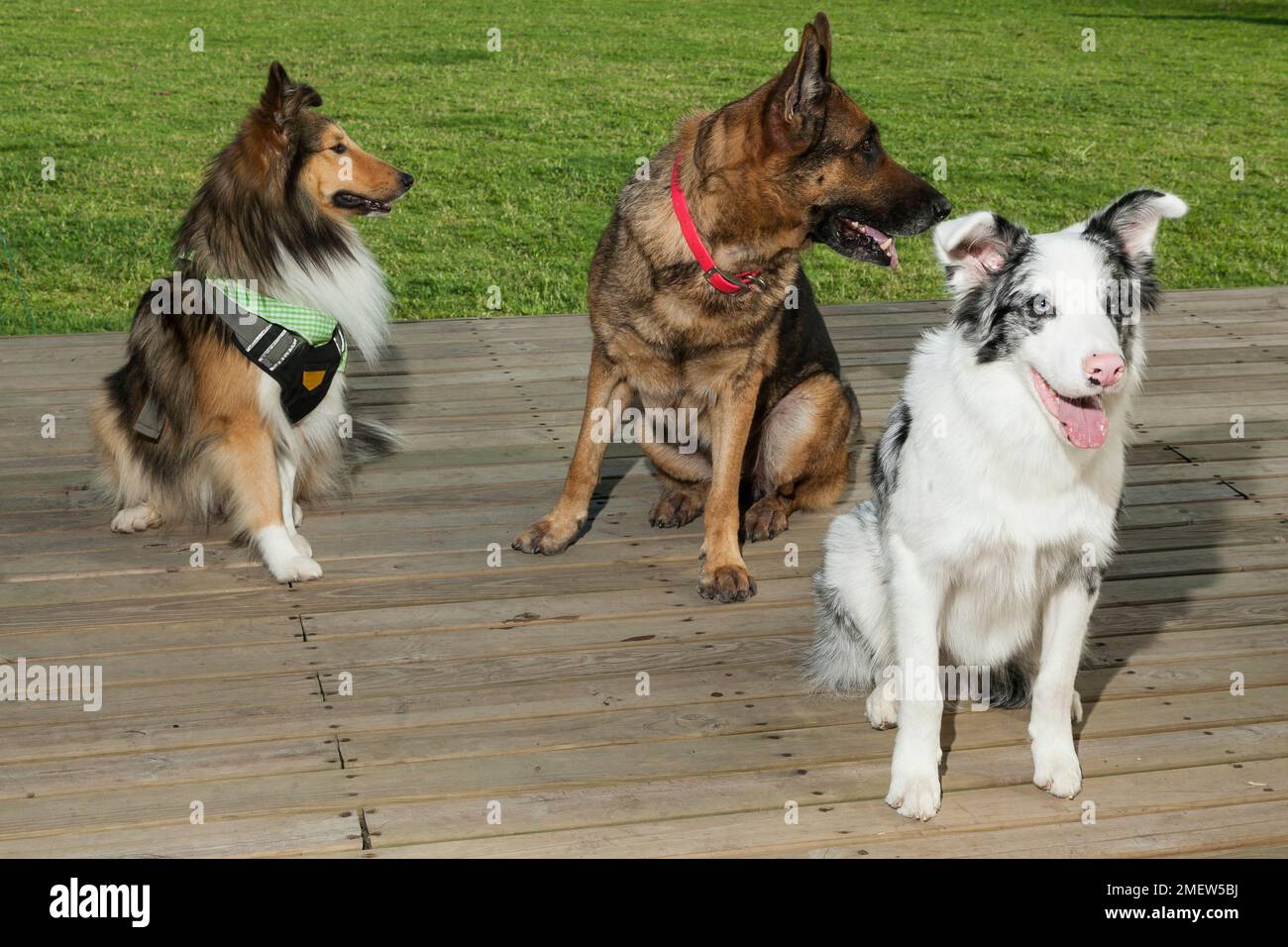 Pet; Three different dogs sitting looking to the same side Stock Photo ...