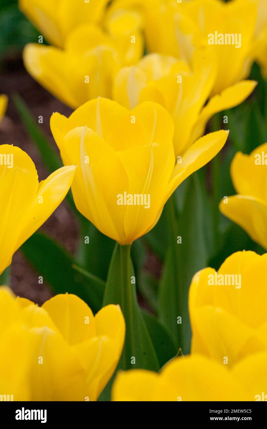 Purissima tulipa hi-res stock photography and images - Alamy
