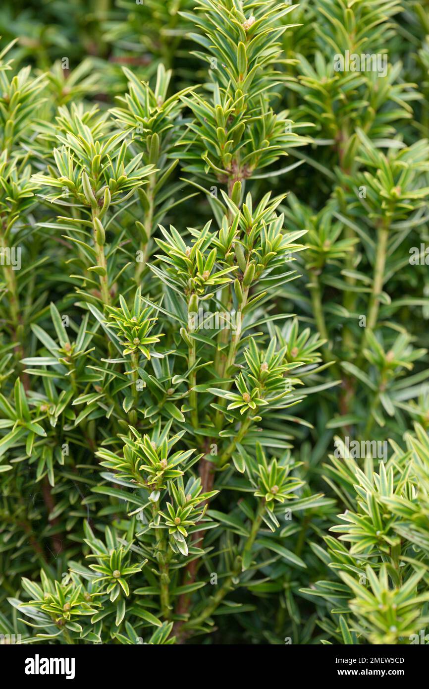 Taxus baccata flower hi-res stock photography and images - Alamy
