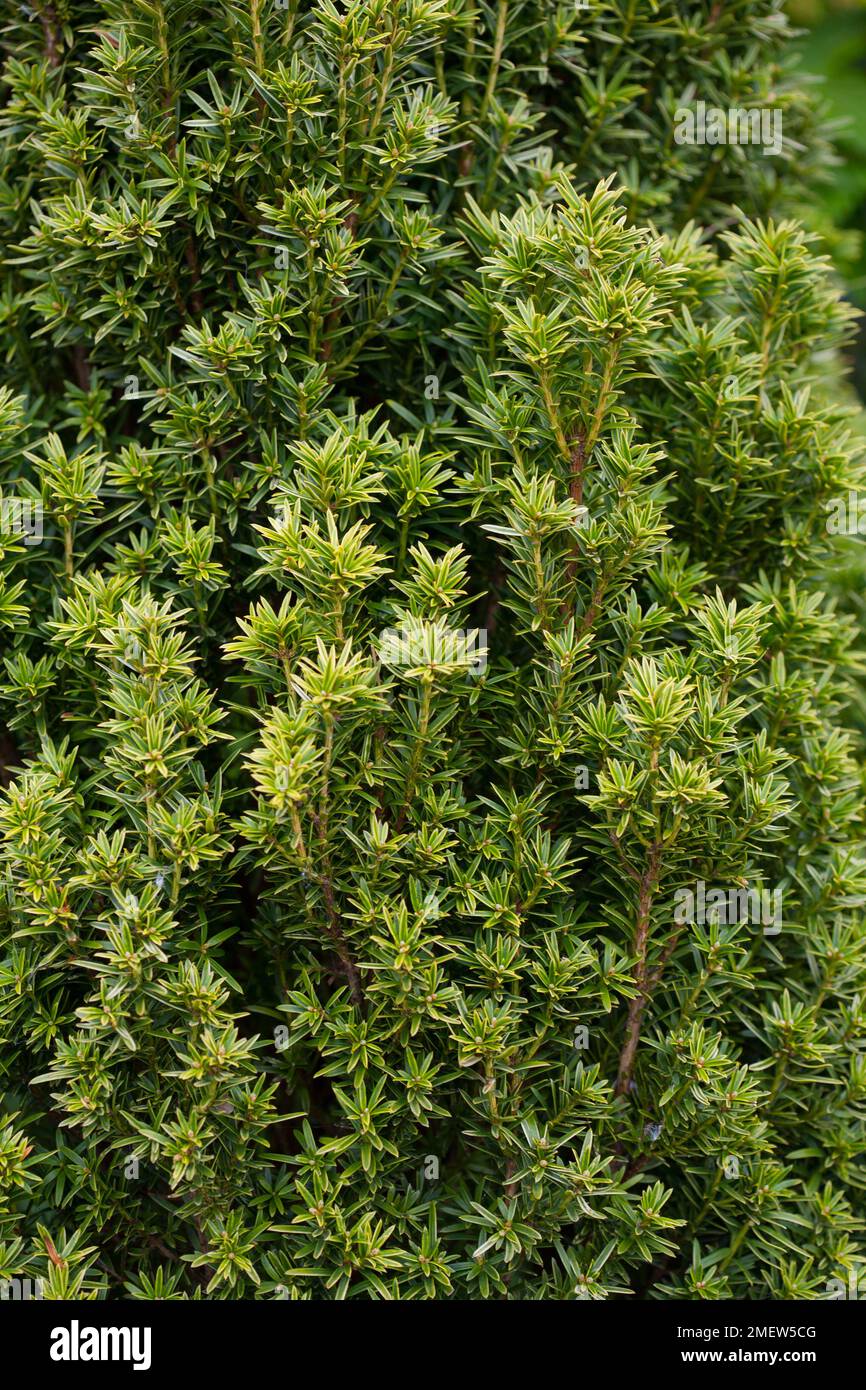 Taxus baccata flower hi-res stock photography and images - Alamy