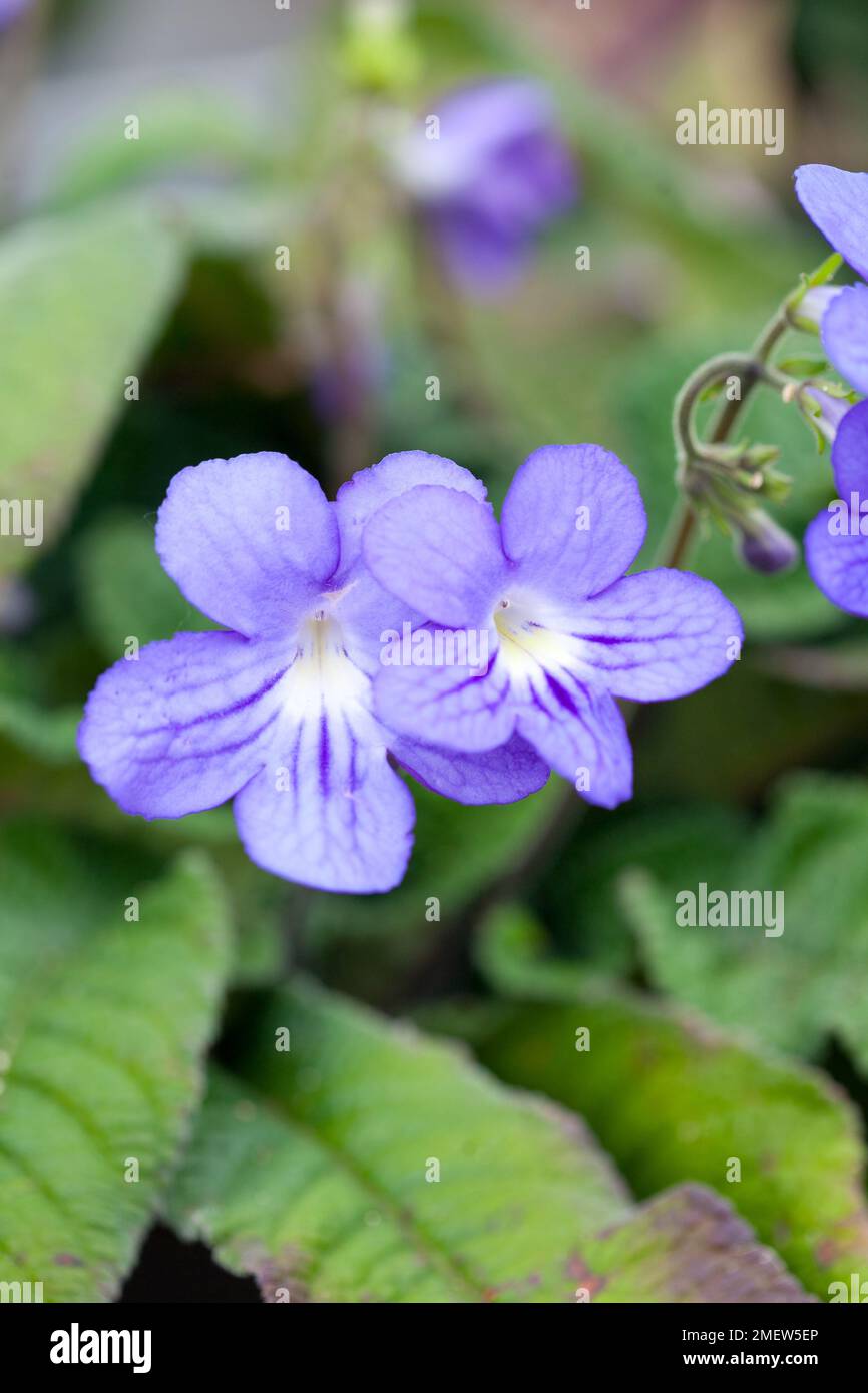 Lucy flower hi-res stock photography and images - Alamy