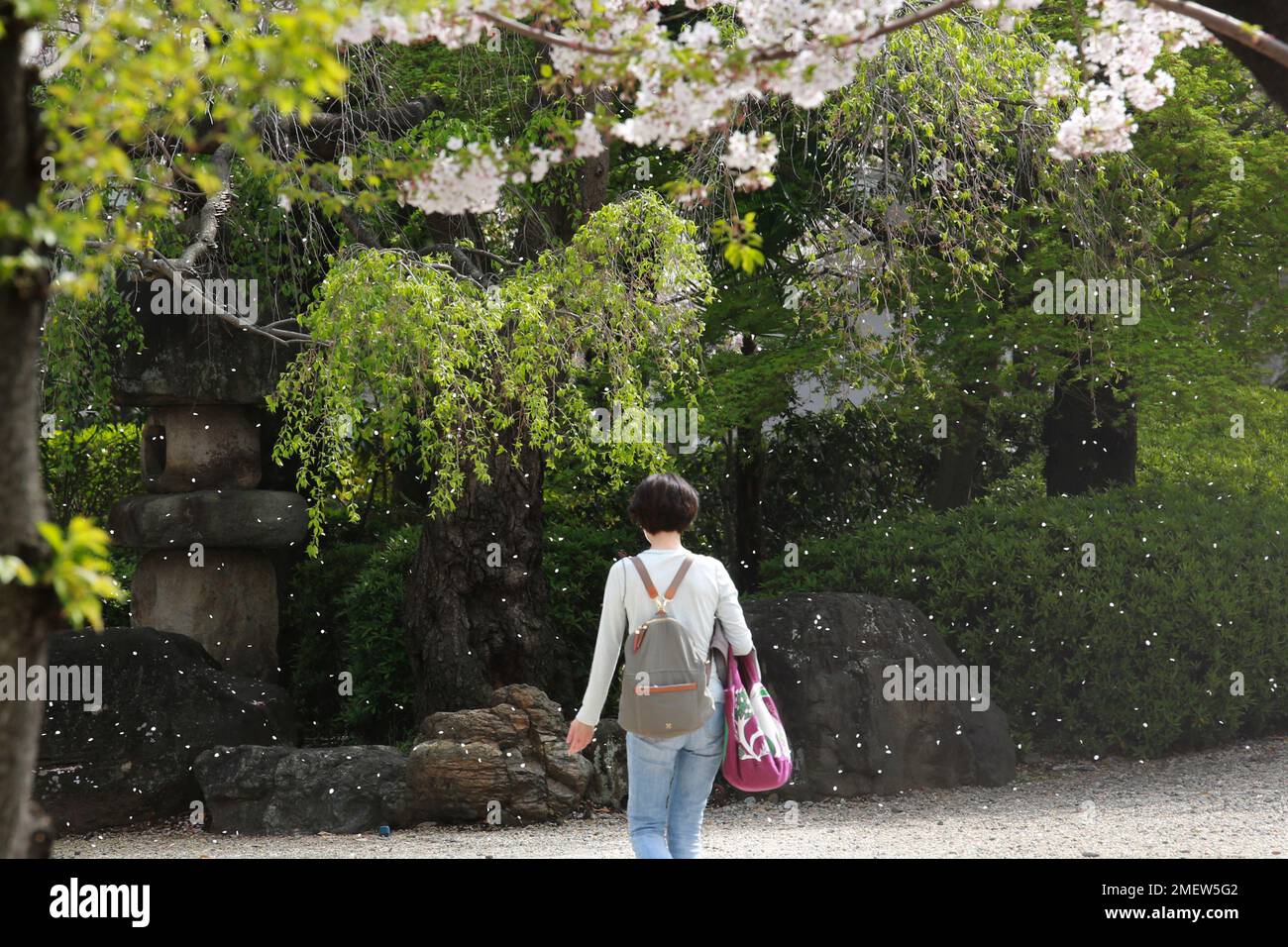 A woman walks through falling petals of cherry blossoms in Tokyo ...