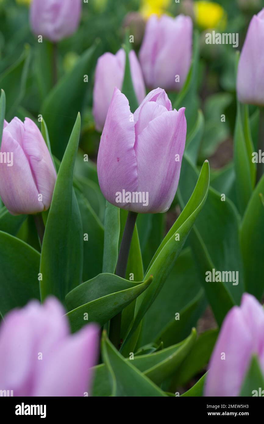 Tulipa 'Candy Prince' Stock Photo - Alamy