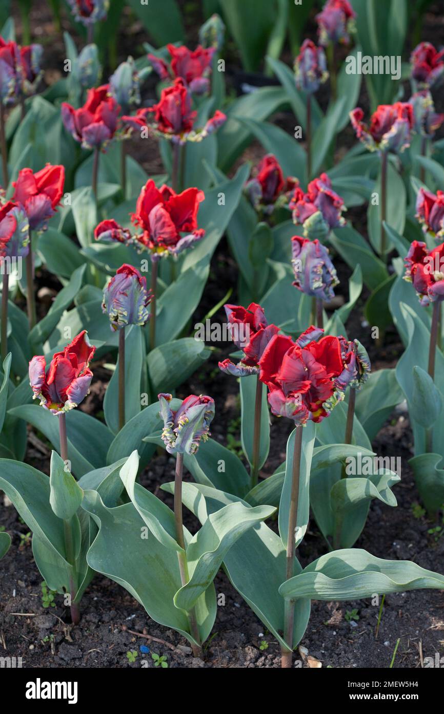 Tulipa rococo hi-res stock photography and images - Alamy