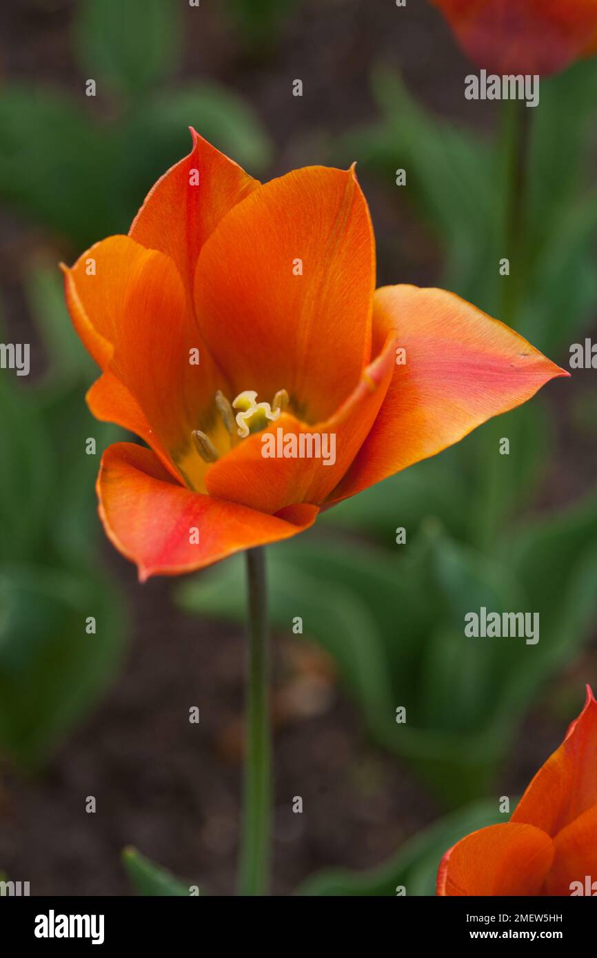 Tulipa request hi-res stock photography and images - Alamy