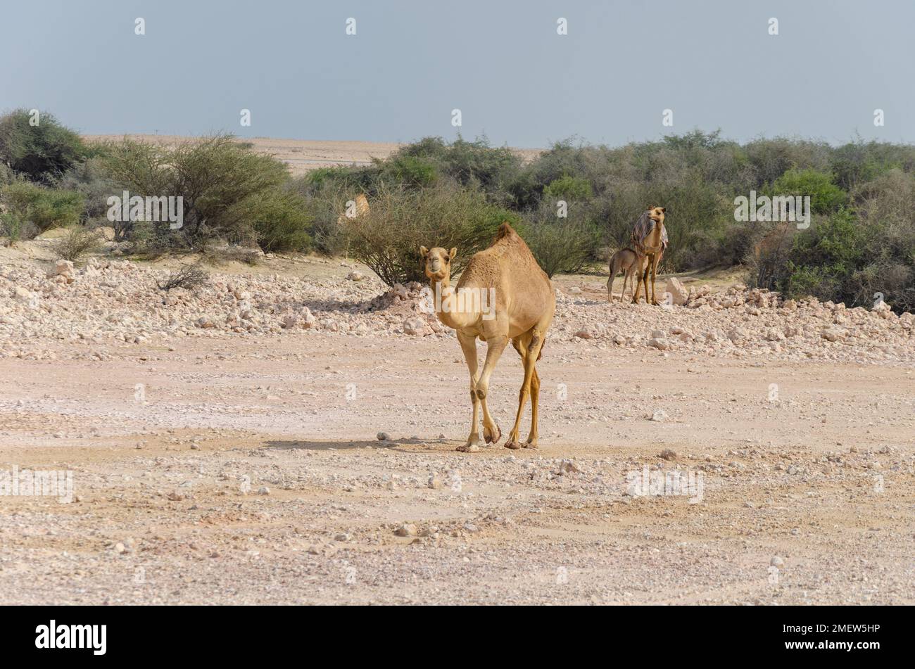 Camels grazing in the desert in Qatar Stock Photo - Alamy