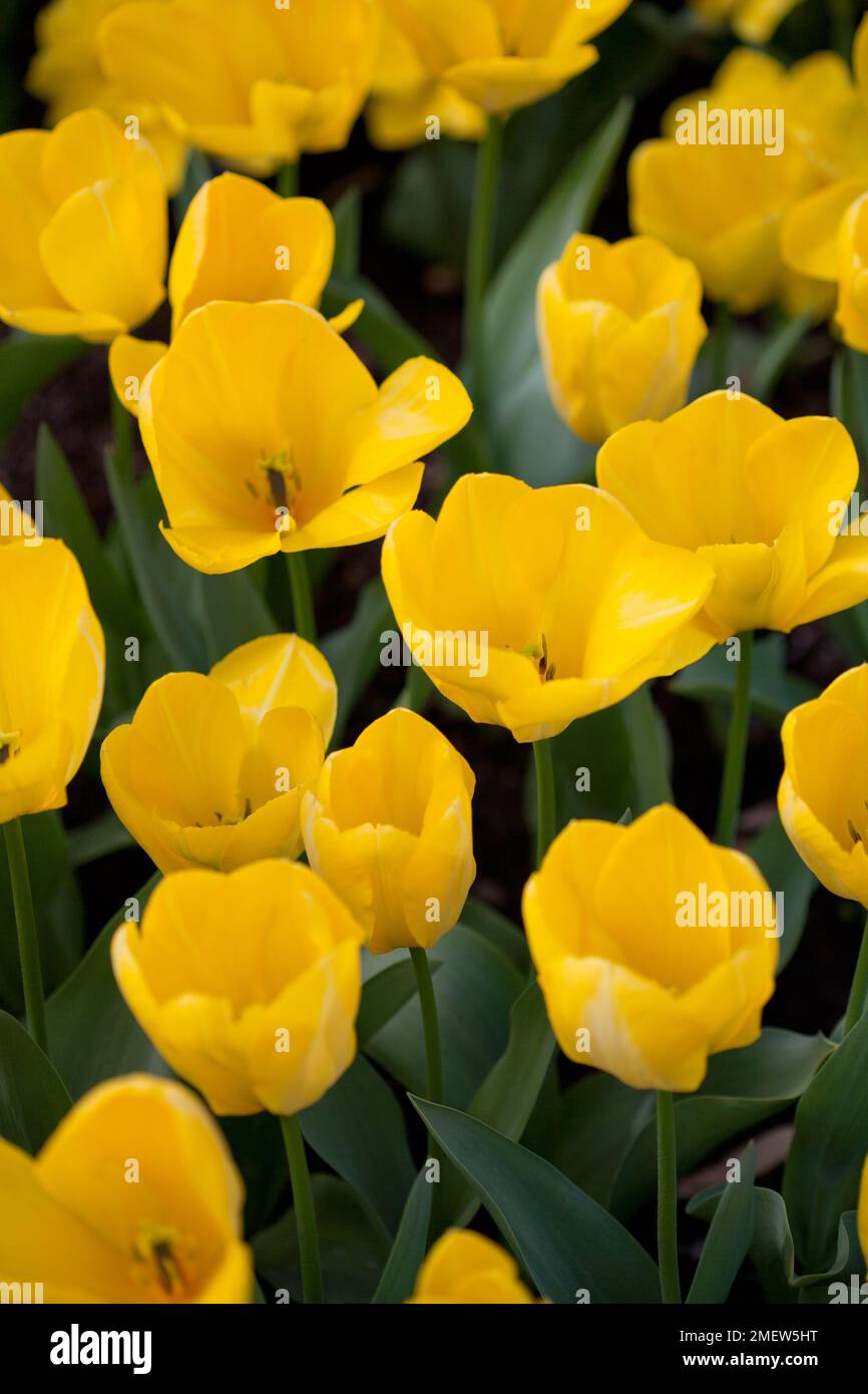 Purissima tulipa hi-res stock photography and images - Alamy