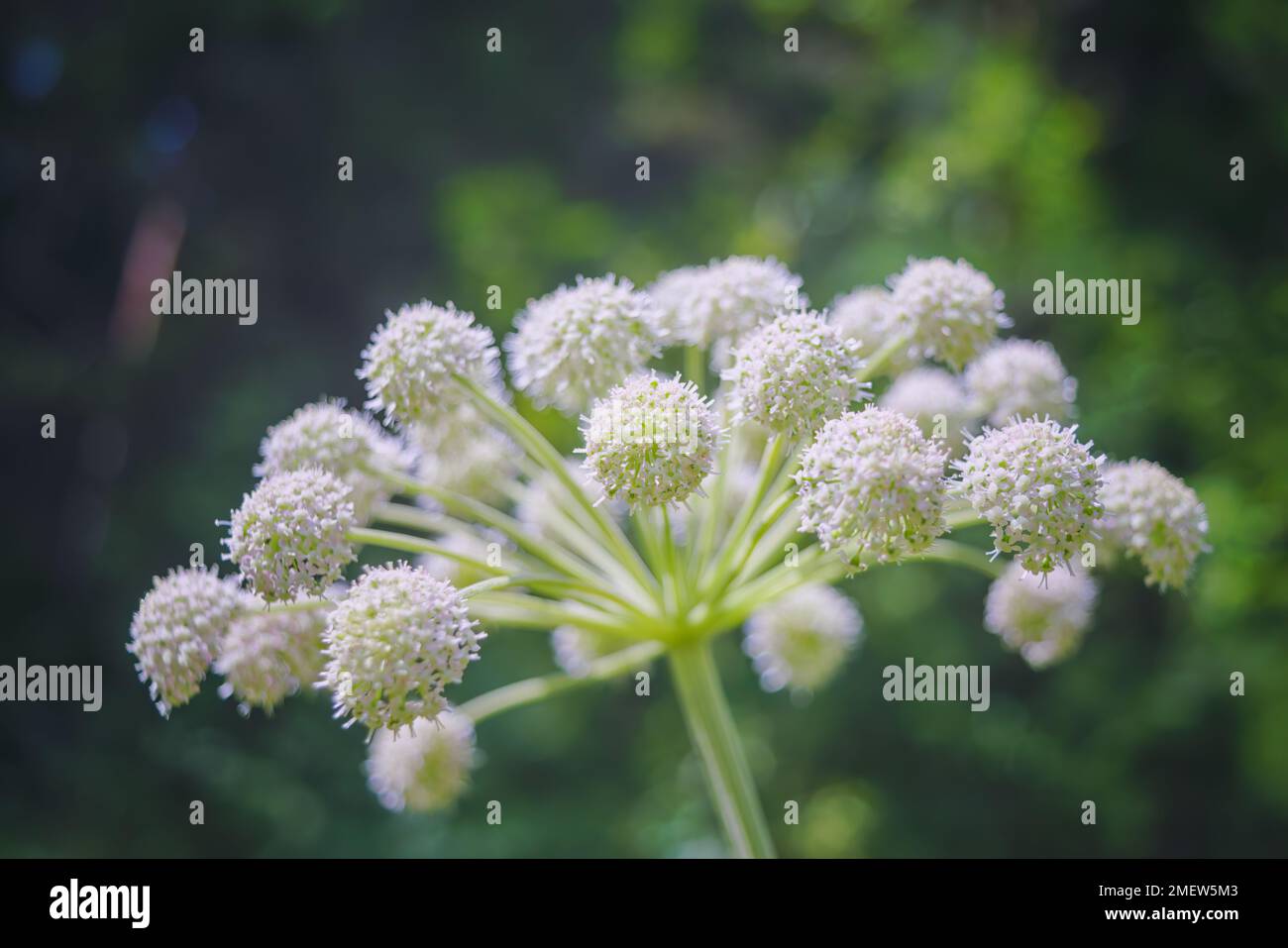 Angelica Archangelica officinalis , umbelliferae, flower bumblebees and ...